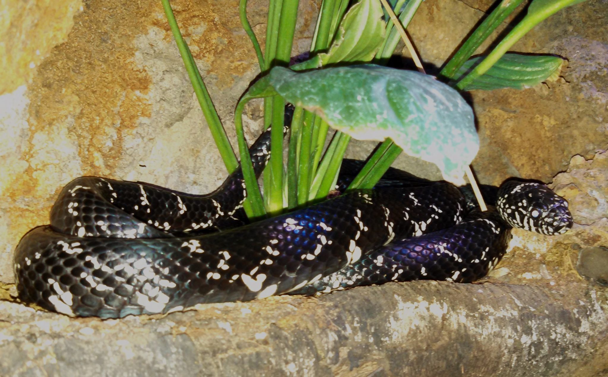 King of the Snakes - Irvine Nature Center