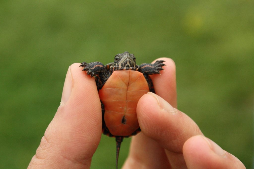 A Lifetime Commitment: Turtles as Pets - Irvine Nature Center