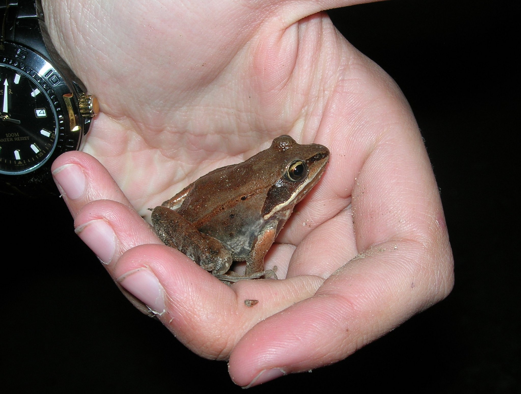 Frog Popsicle, Anyone? - Irvine Nature Center