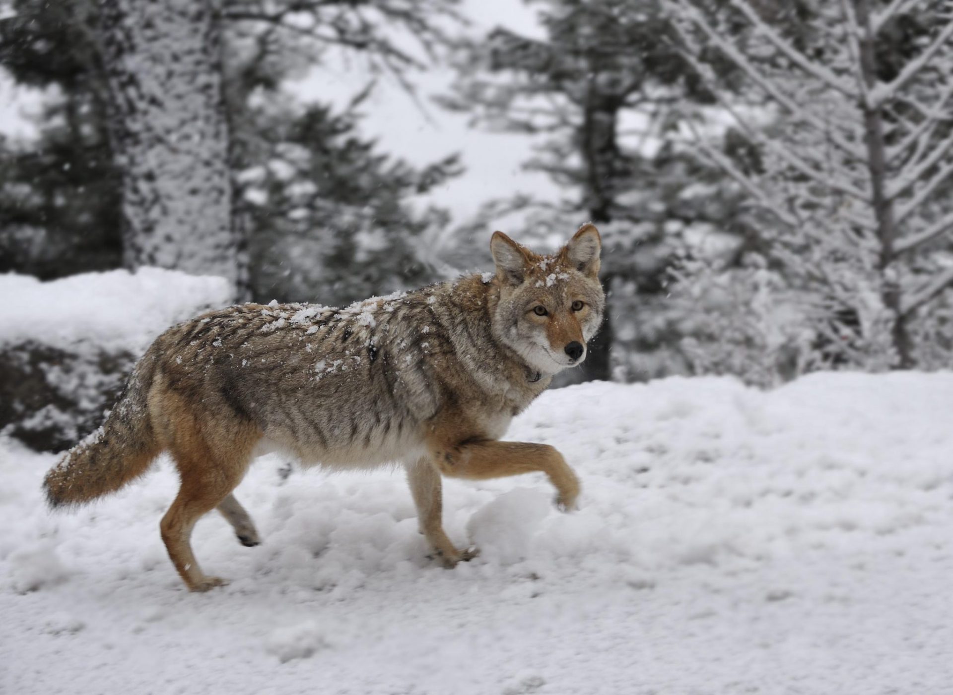 Call of the Wild: Coyotes at Irvine! - Irvine Nature Center