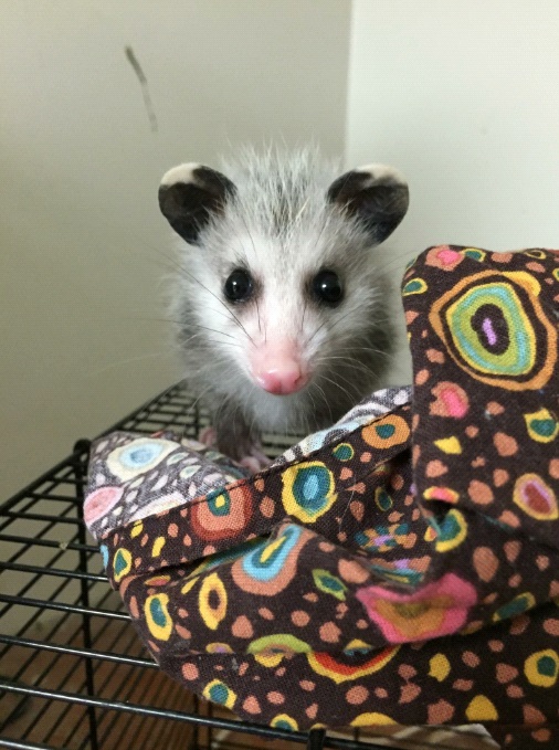 Awesome, Possum! - Irvine Nature Center