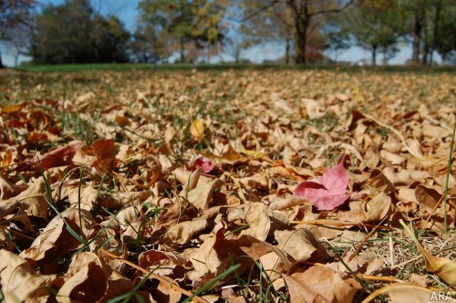 Why you should 'leave the leaves!' - Irvine Nature Center