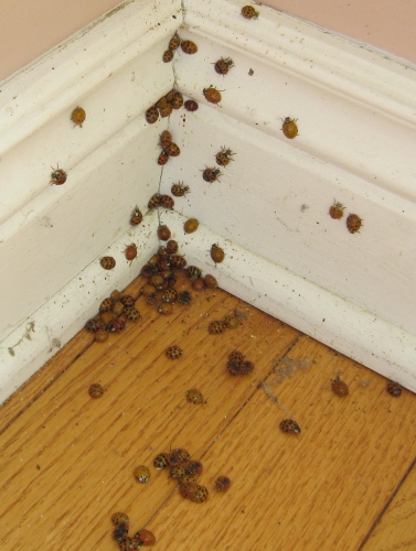 Where Do Bugs Go In The Winter? - Irvine Nature Center