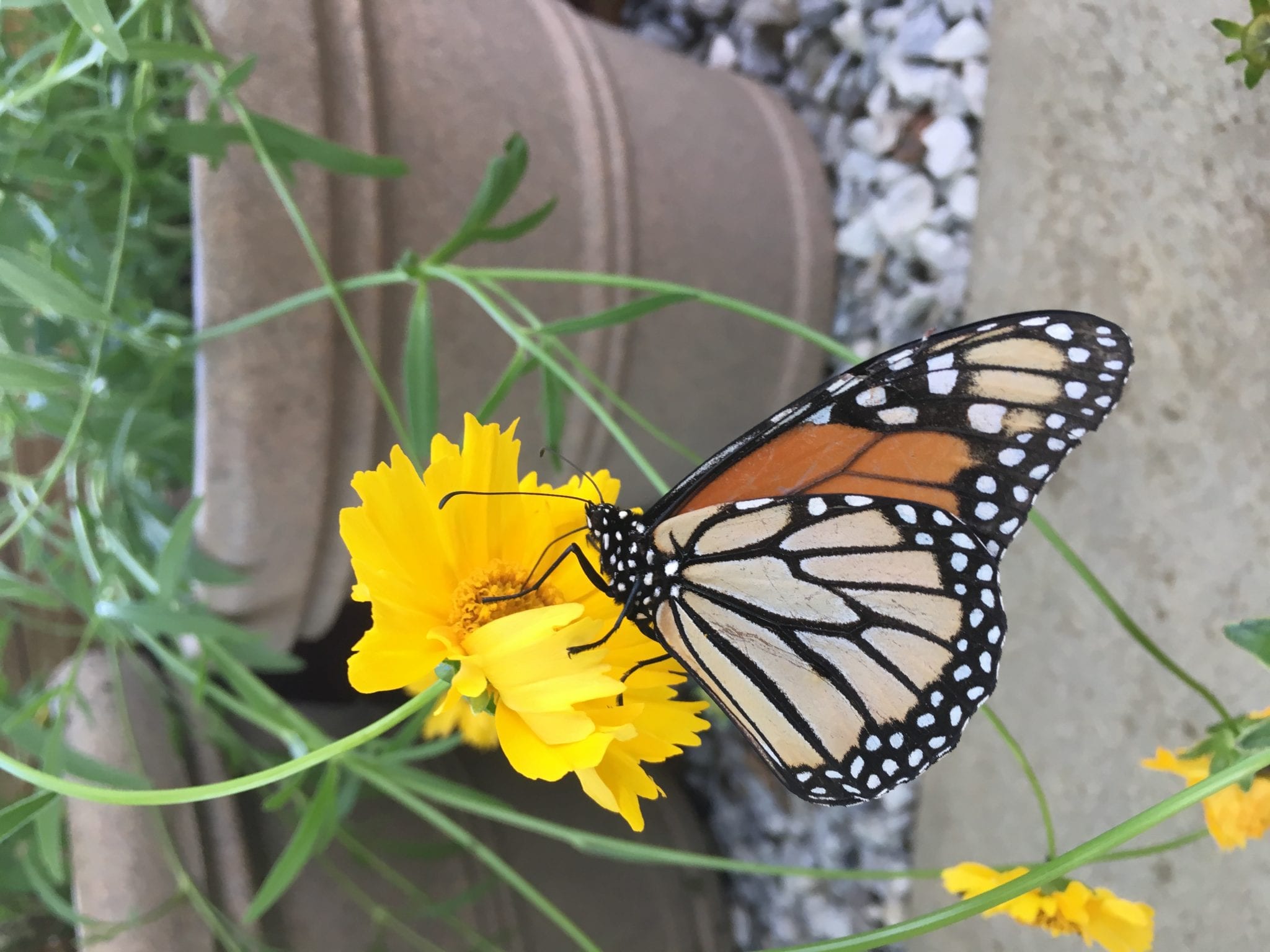 The Butterfly Effect - Irvine Nature Center