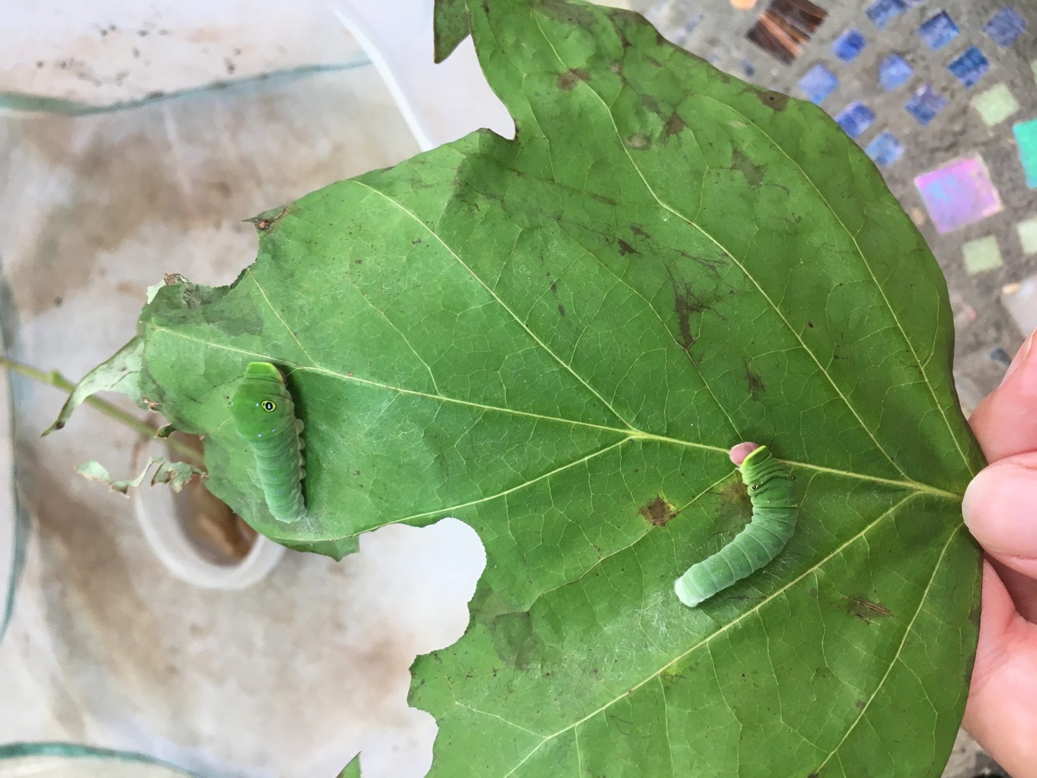 Bye Bye Butterfly! - Irvine Nature Center