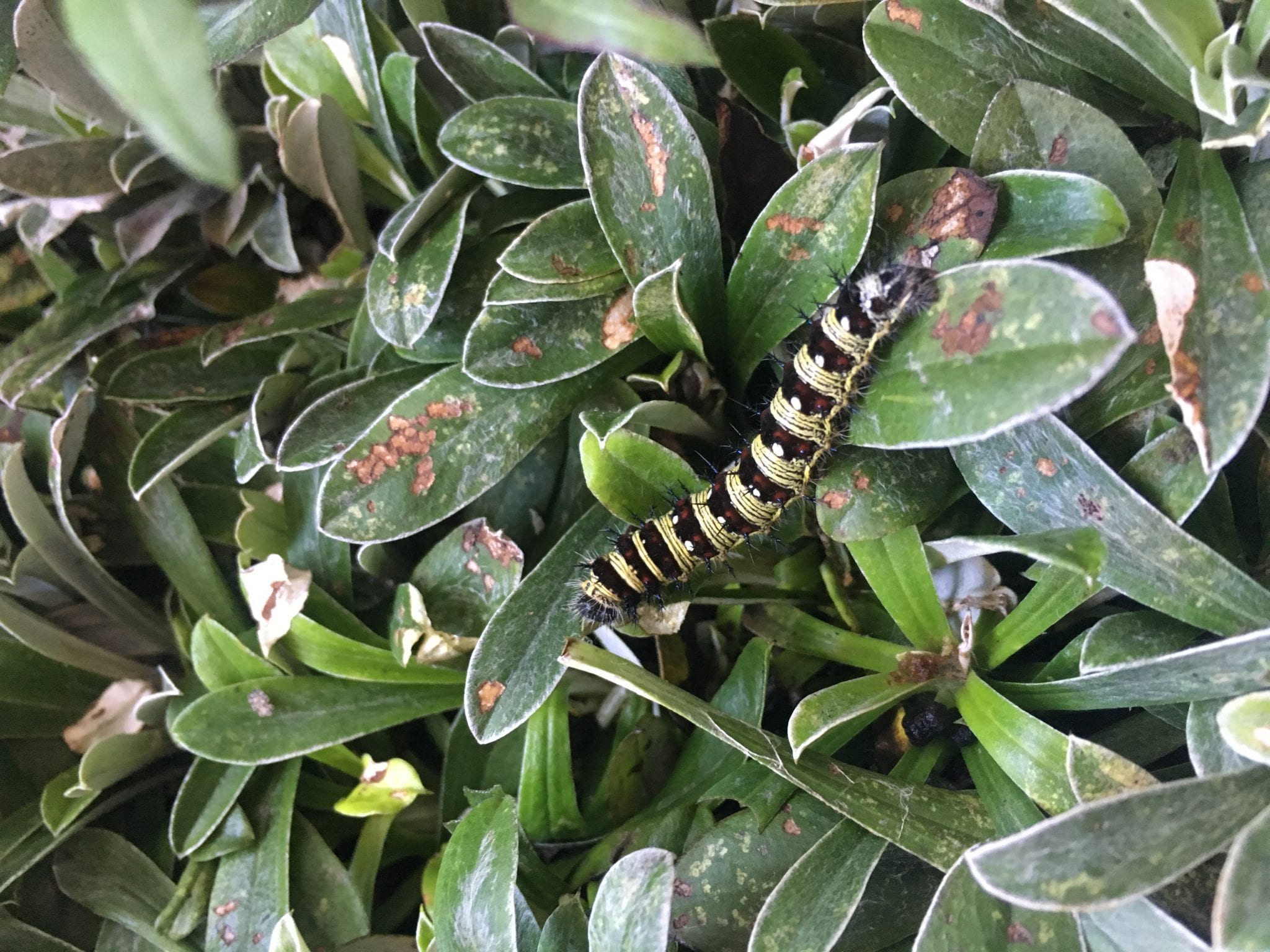 Bye Bye Butterfly! - Irvine Nature Center