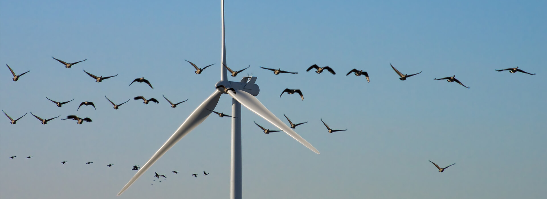 The Increasing Number of Hazards That Migrating Species Face - Irvine ...