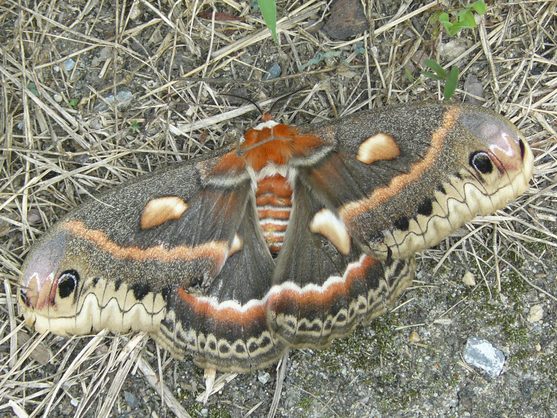 Lepidoptera 101 - Irvine Nature Center