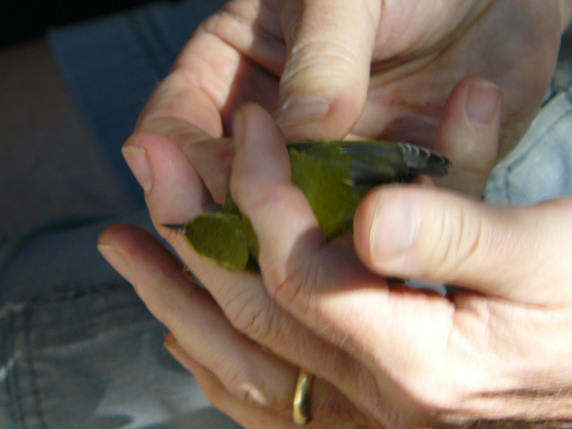 Capture-Mark-Release-Recapture - Irvine Nature Center