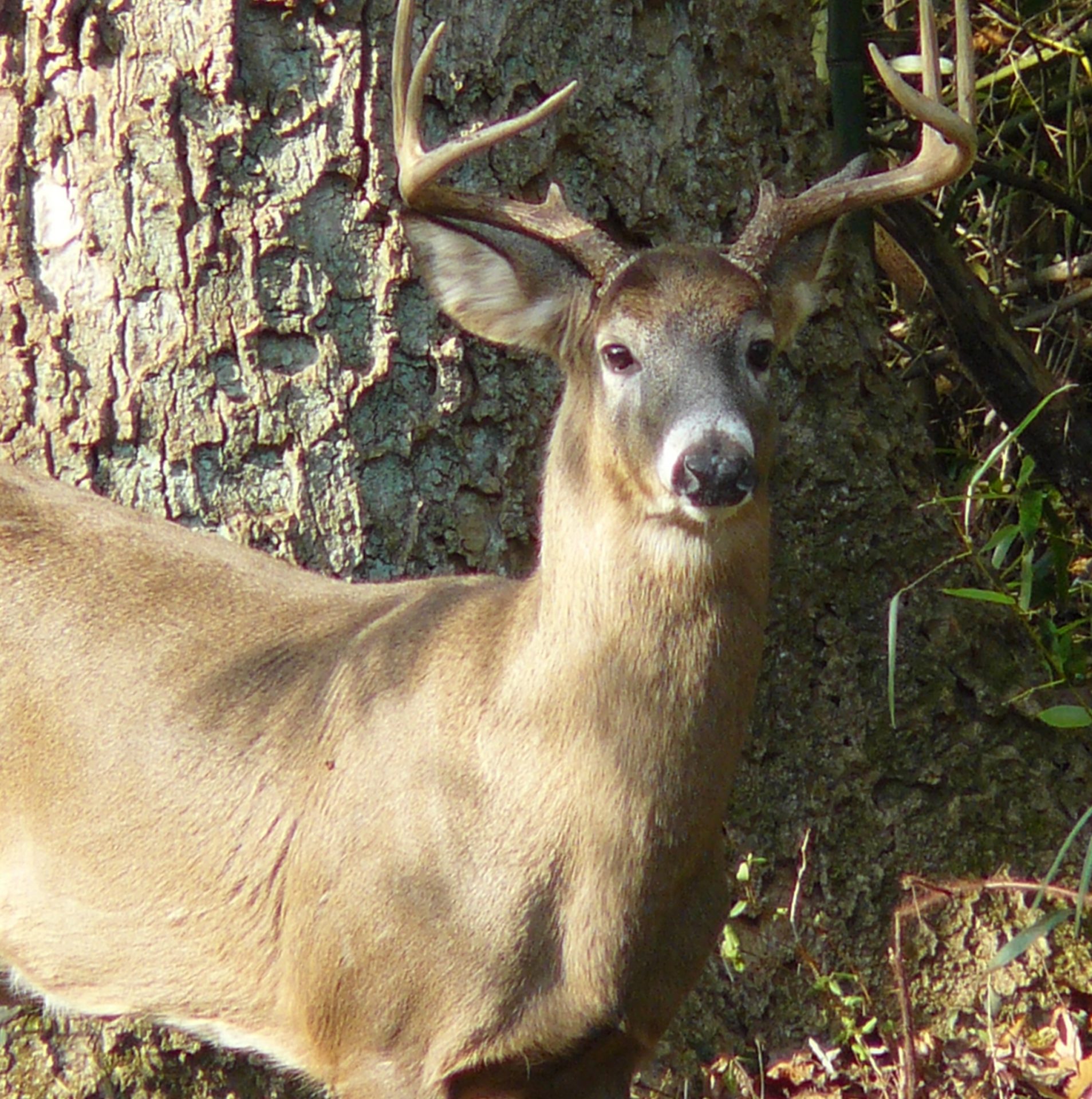 Oh, Deer! Drive Extra Carefully! - Irvine Nature Center