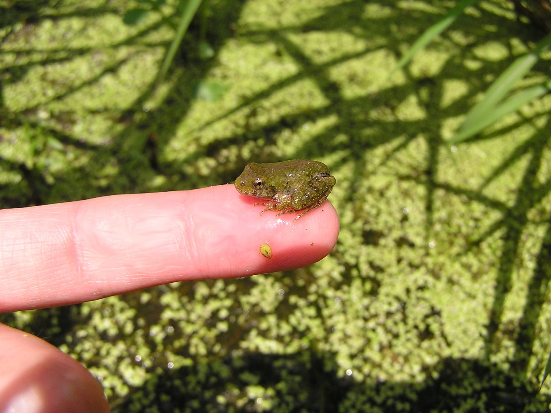 Find the Frogs Campfire for Families - SOLD OUT - Irvine Nature Center